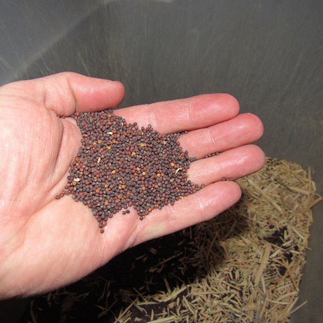 Heirloom Seeds and how to grow your own – All Things For The Win